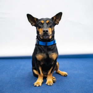 Dimis: The Beloved Chief People Officer at Eurofast - Eurofast